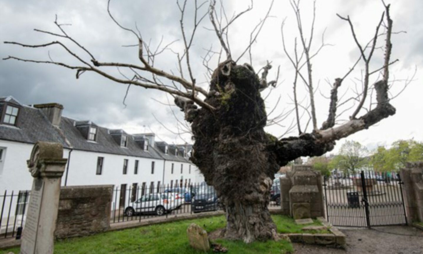 'Europe's oldest' wych elm tree at Beauly Priory uprooted after falling ...