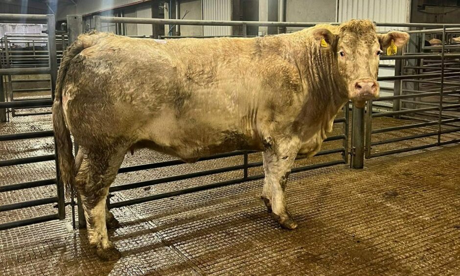 New cast cow record at Thainstone - Press and Journal