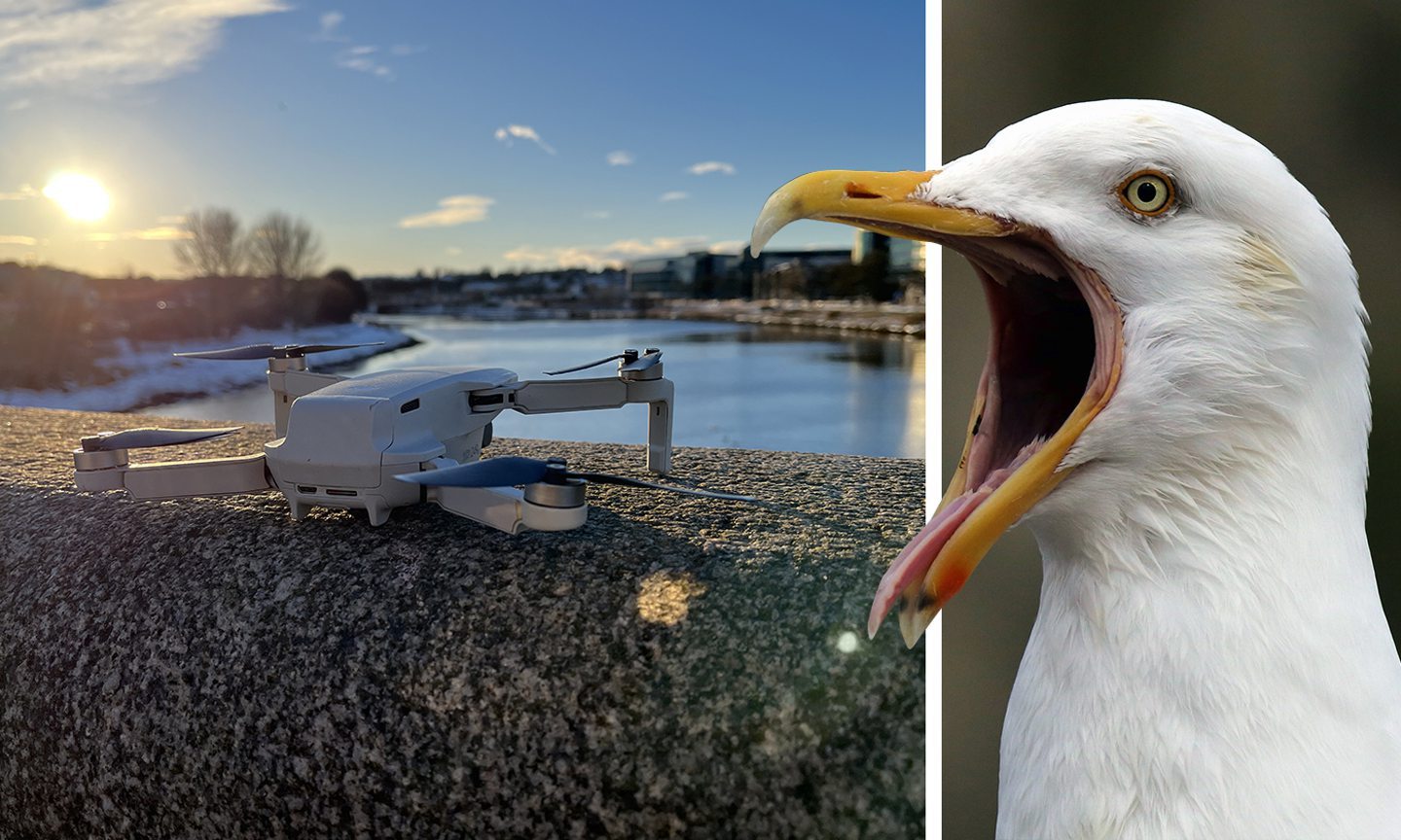 Aberdeen gull 'viciously' attacks £800 drone causing it to crash