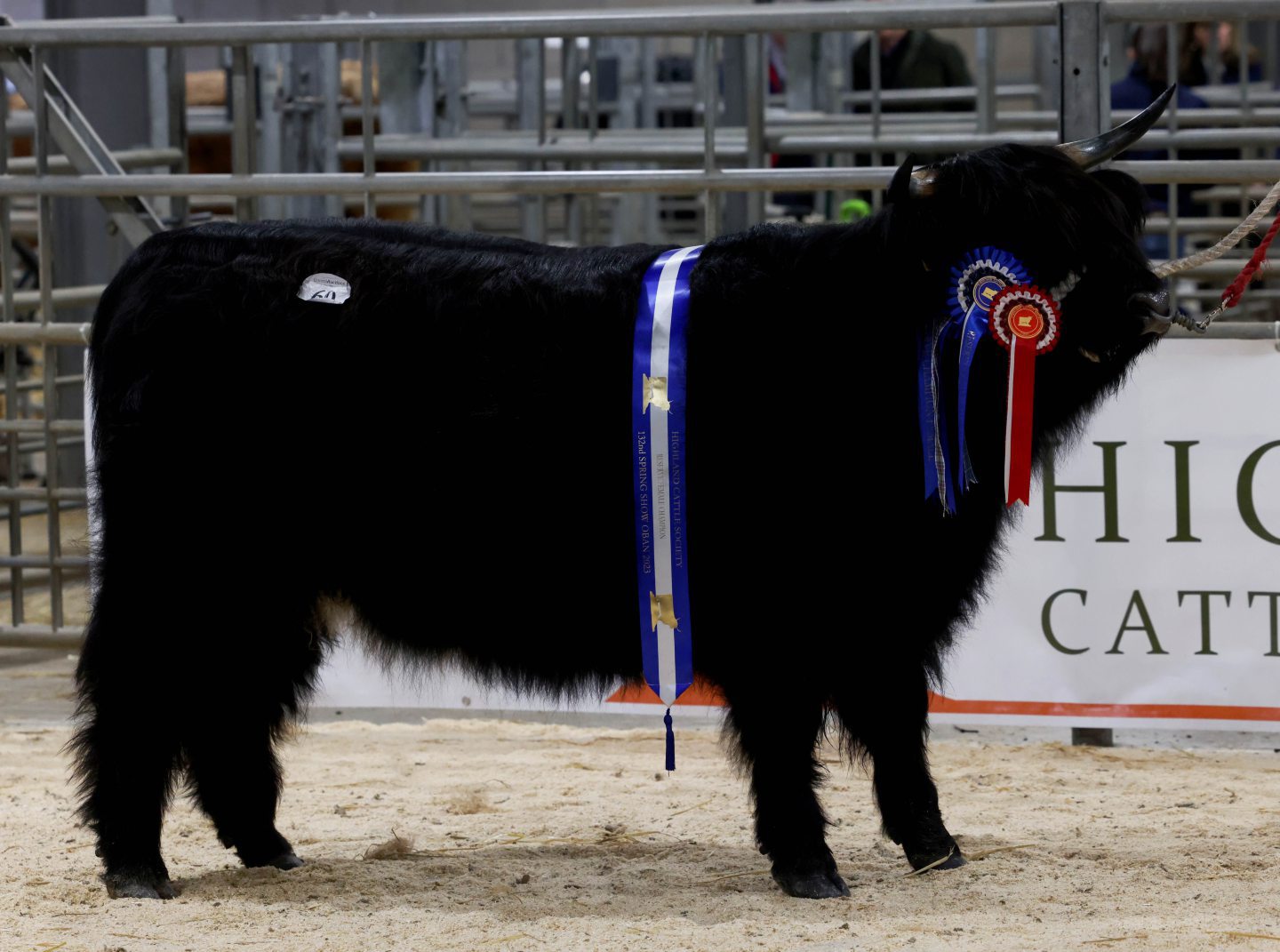 Highland bull sells for 22,000gns to America - Press and Journal