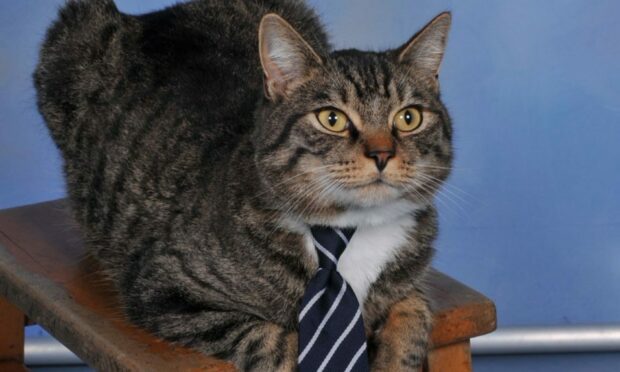 Meet Wilson the cat, the newest pupil at Rosehearty Primary School