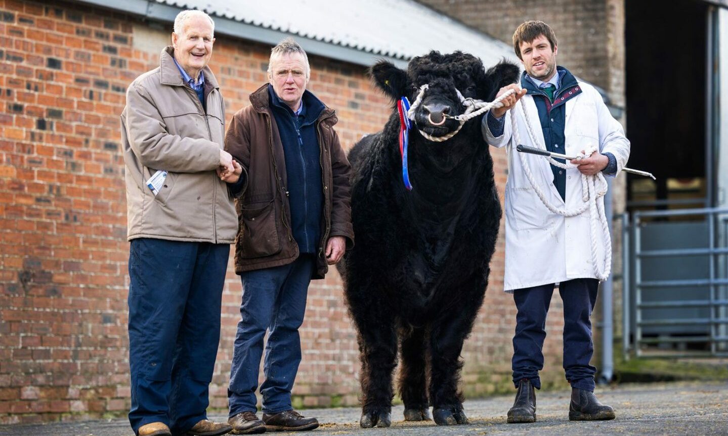 Galloway breed record smashed at 26,000gns