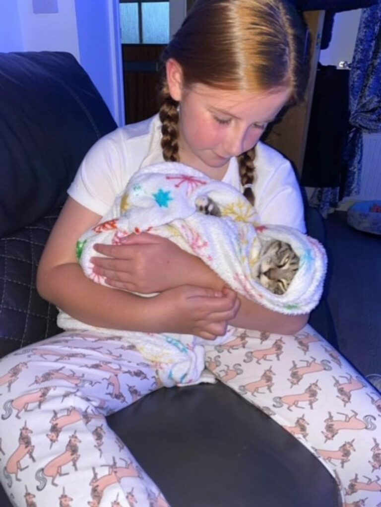 Meet Wilson the cat, the newest pupil at Rosehearty Primary School