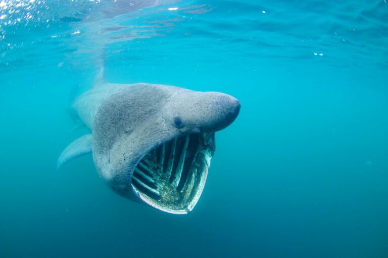 When and where to spot basking sharks in Scotland