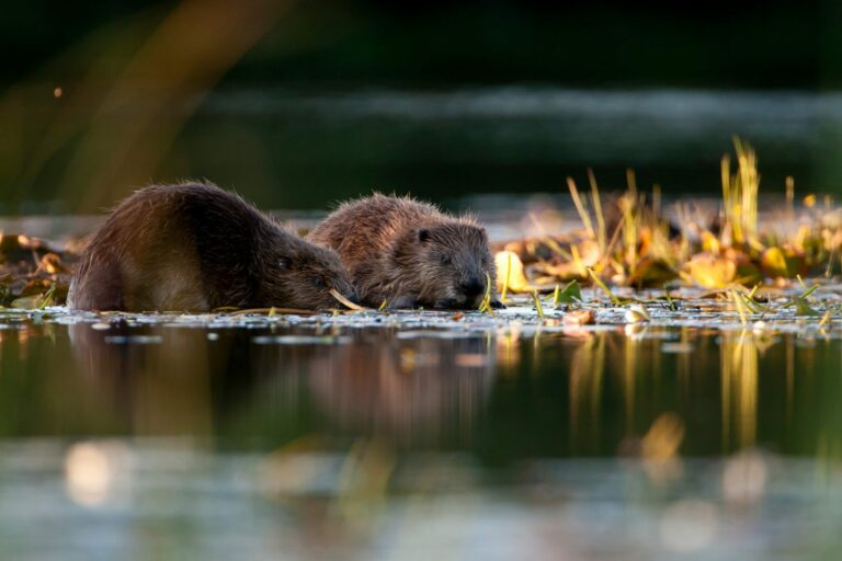 How are the released beavers getting on in the Cairngorms?