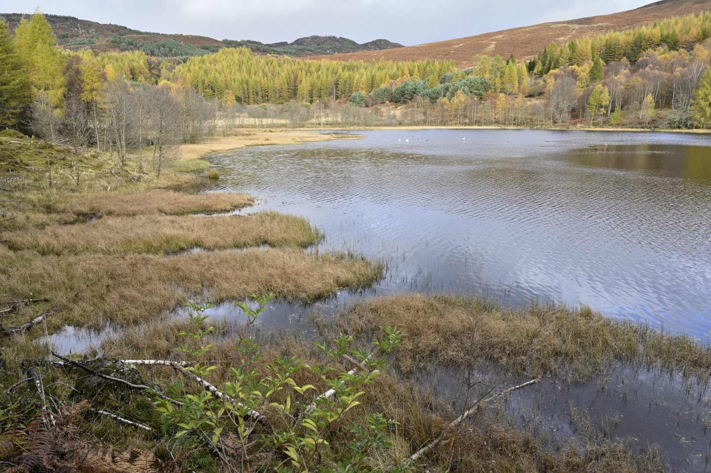Why beavers are good for the environment - Press and Journal