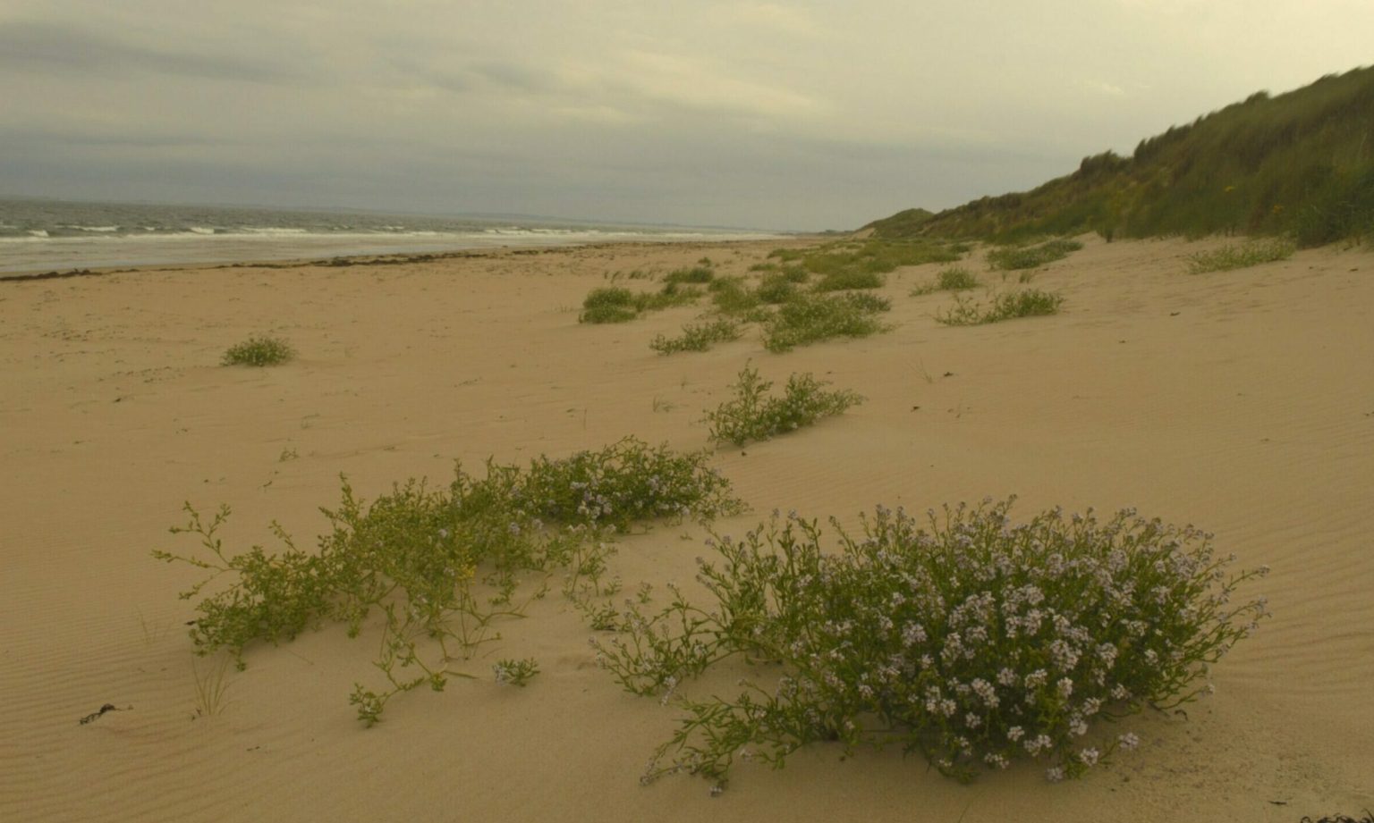 Coul Links golf course: The story so far