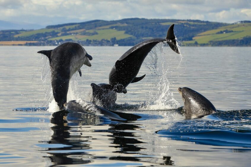 Charlie Phillips: photographer captures stunning shots of dolphins
