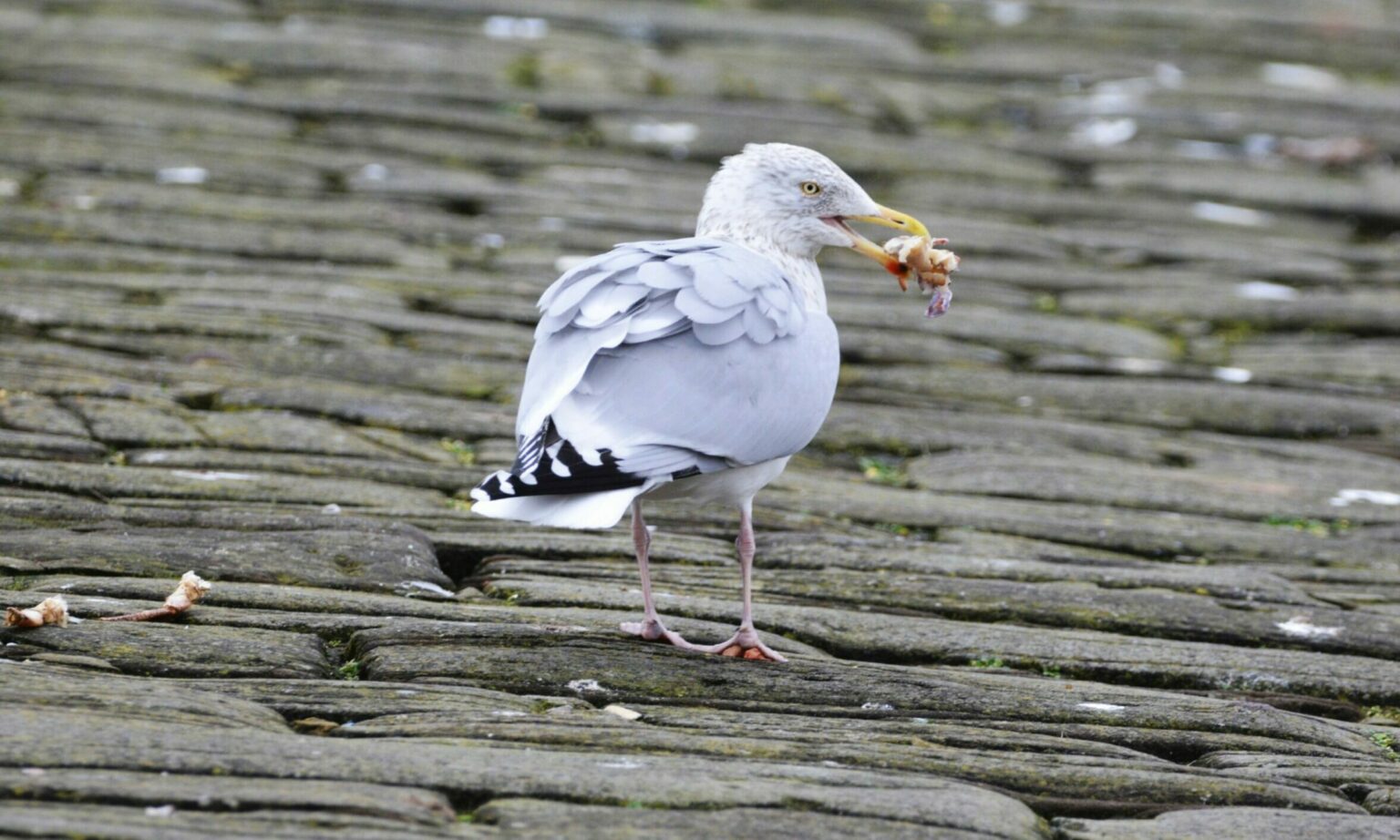 Police investigating Buckie seagull shooting