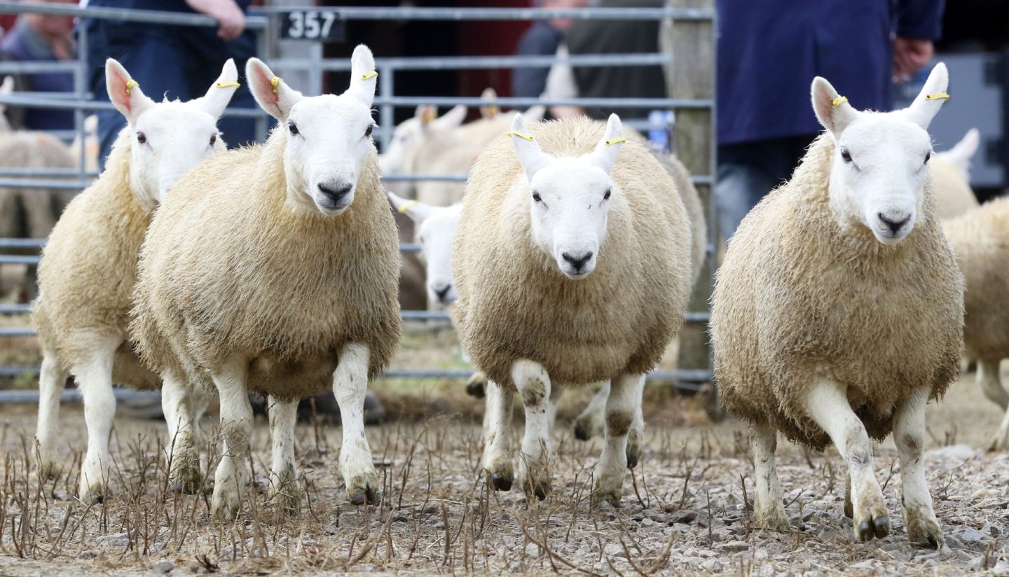 Decades of Cheviot breeding for Sutherland shepherd - Press and Journal