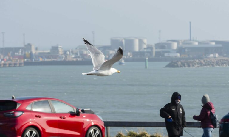 Everything you need to know about seagulls