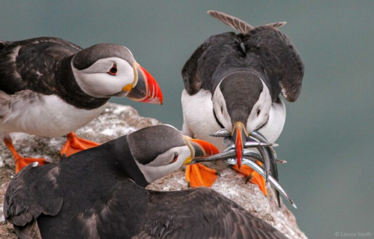 Aberdeenshire puffins: Where, when and how to see them
