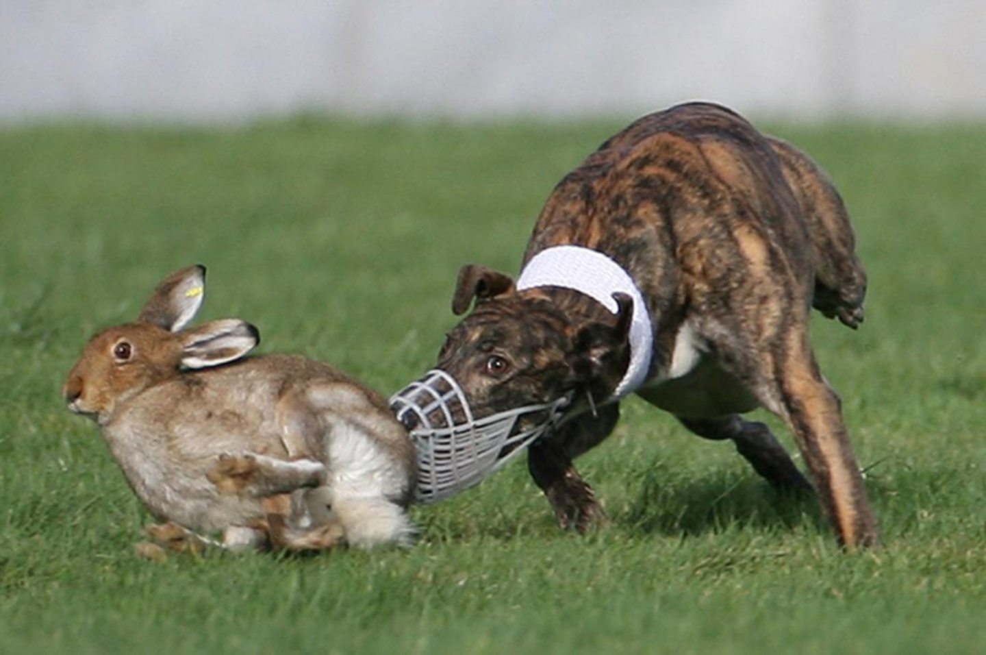 Pair handed dog ban after hare is killed during illegal hare coursing