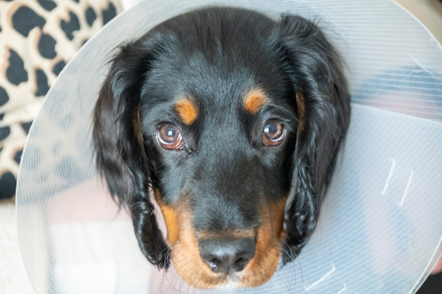 Dog owner describes terrifying Aberdeen dog attack in woods