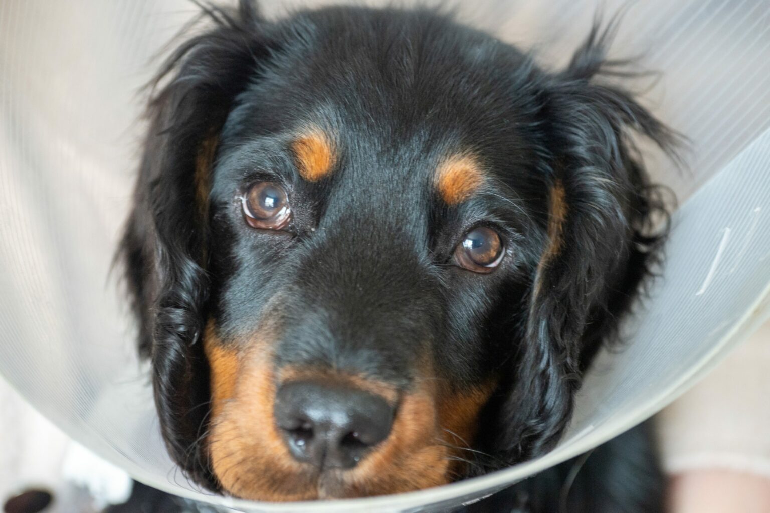 Dog owner describes terrifying Aberdeen dog attack in woods