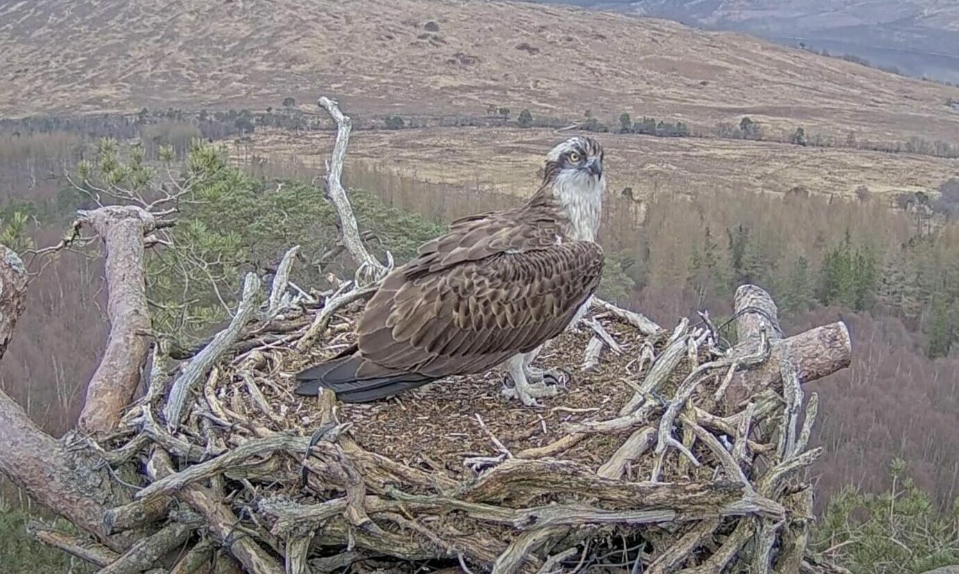 Watch as 'lockdown' Louis the osprey makes welcome return to Loch ...