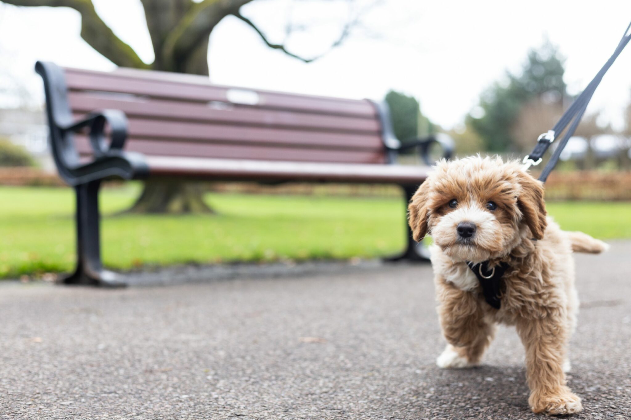 A Place to Remember Lara the labrador Aberdeen