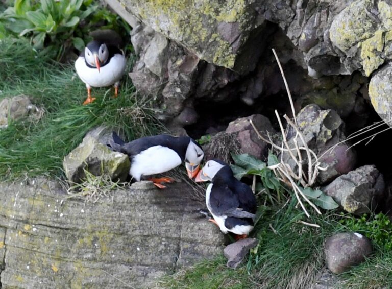 Aberdeenshire puffins: Where, when and how to see them
