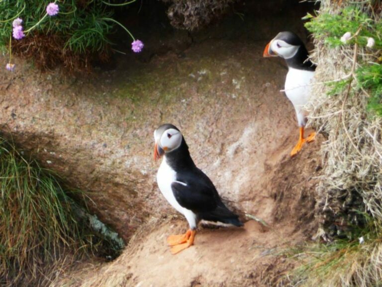 Aberdeenshire puffins: Where, when and how to see them