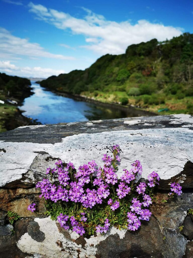 In pictures: Bridge over the Atlantic puts on her annual display of flowers