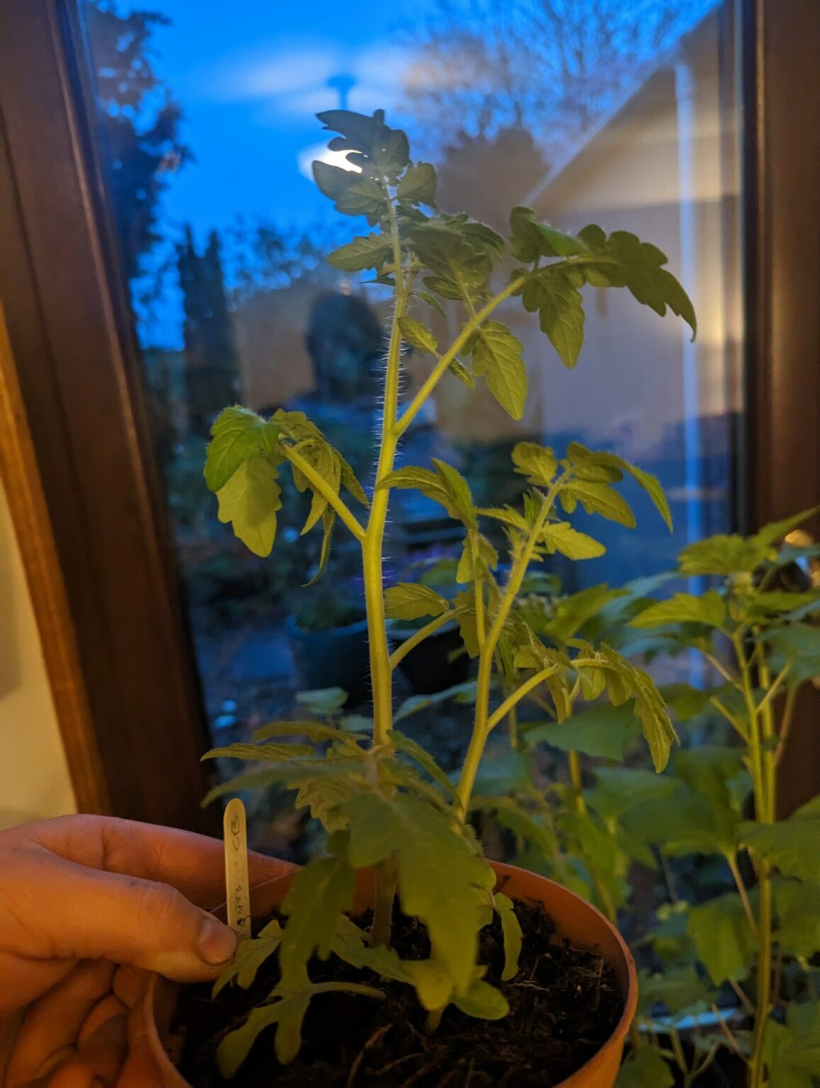 Scott Smith: The five plant hormones every gardener should know