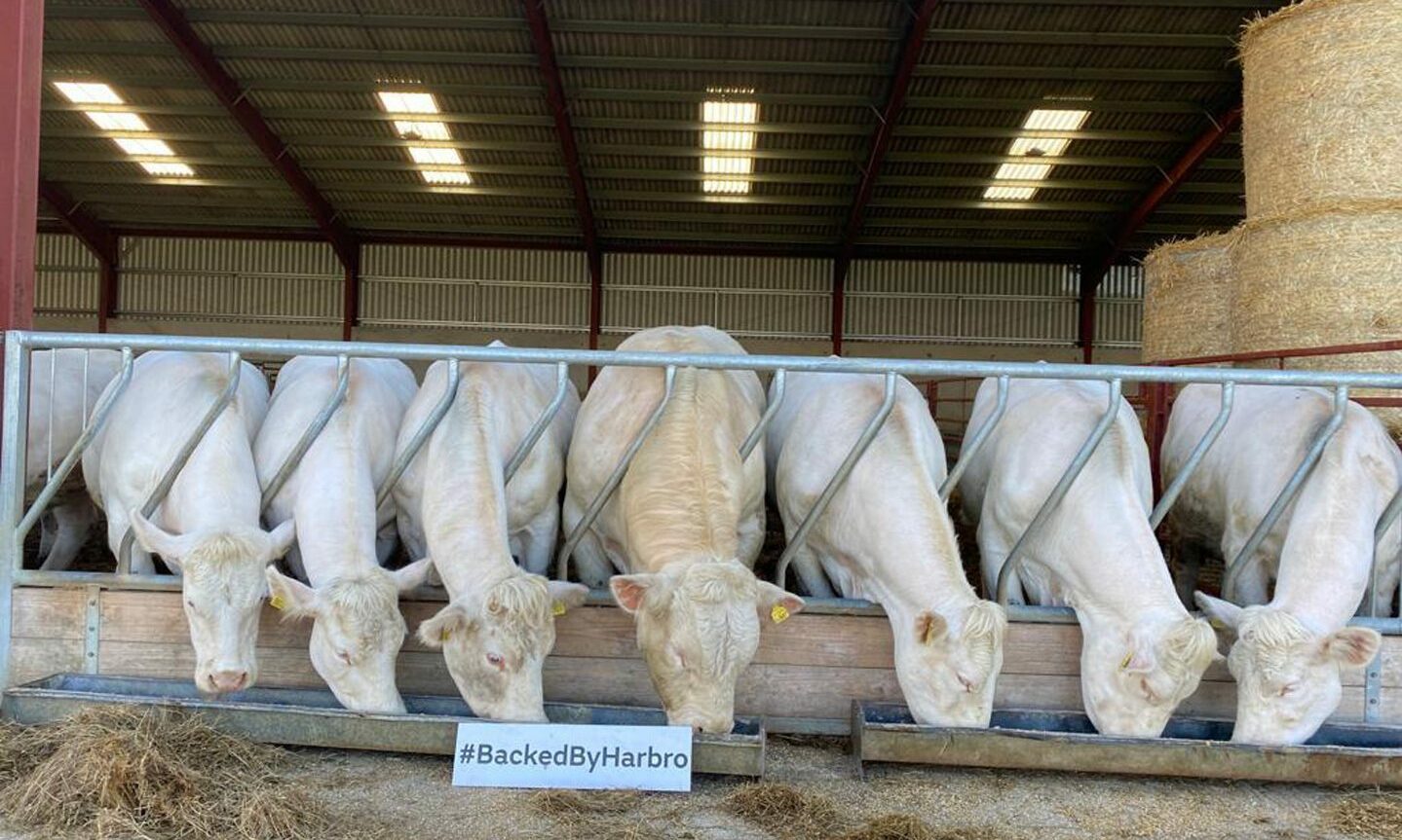 Harbro teams up with young Charolais breeders