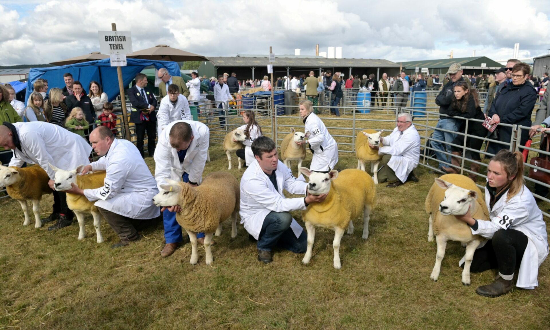 Judges ready to pick their champions this summer