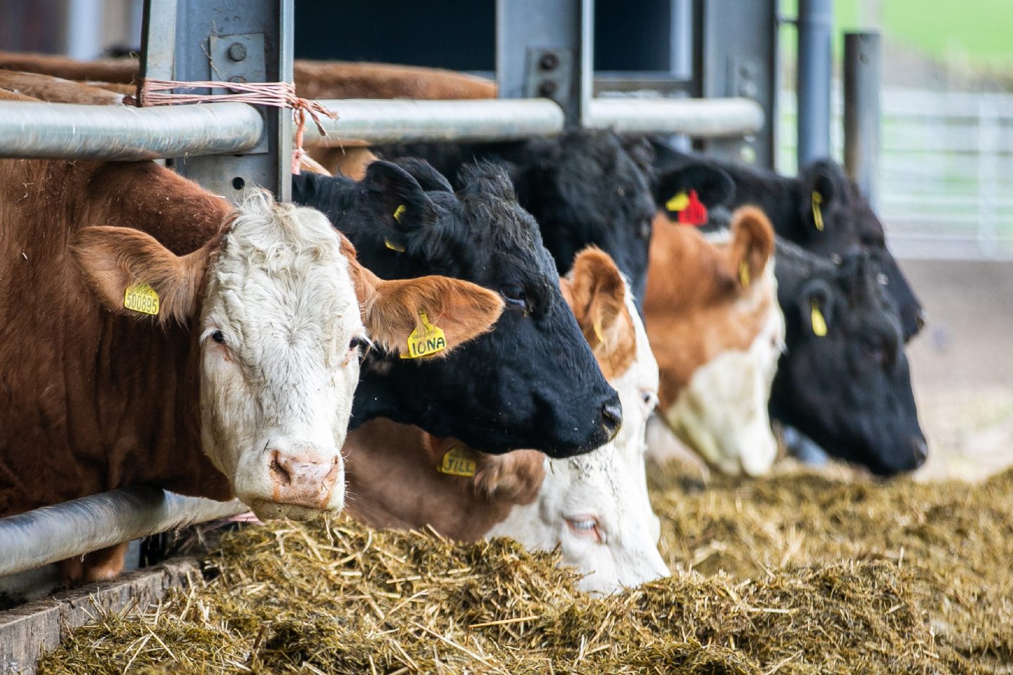 Rowett Institute plays leading role in tackling global food challenges