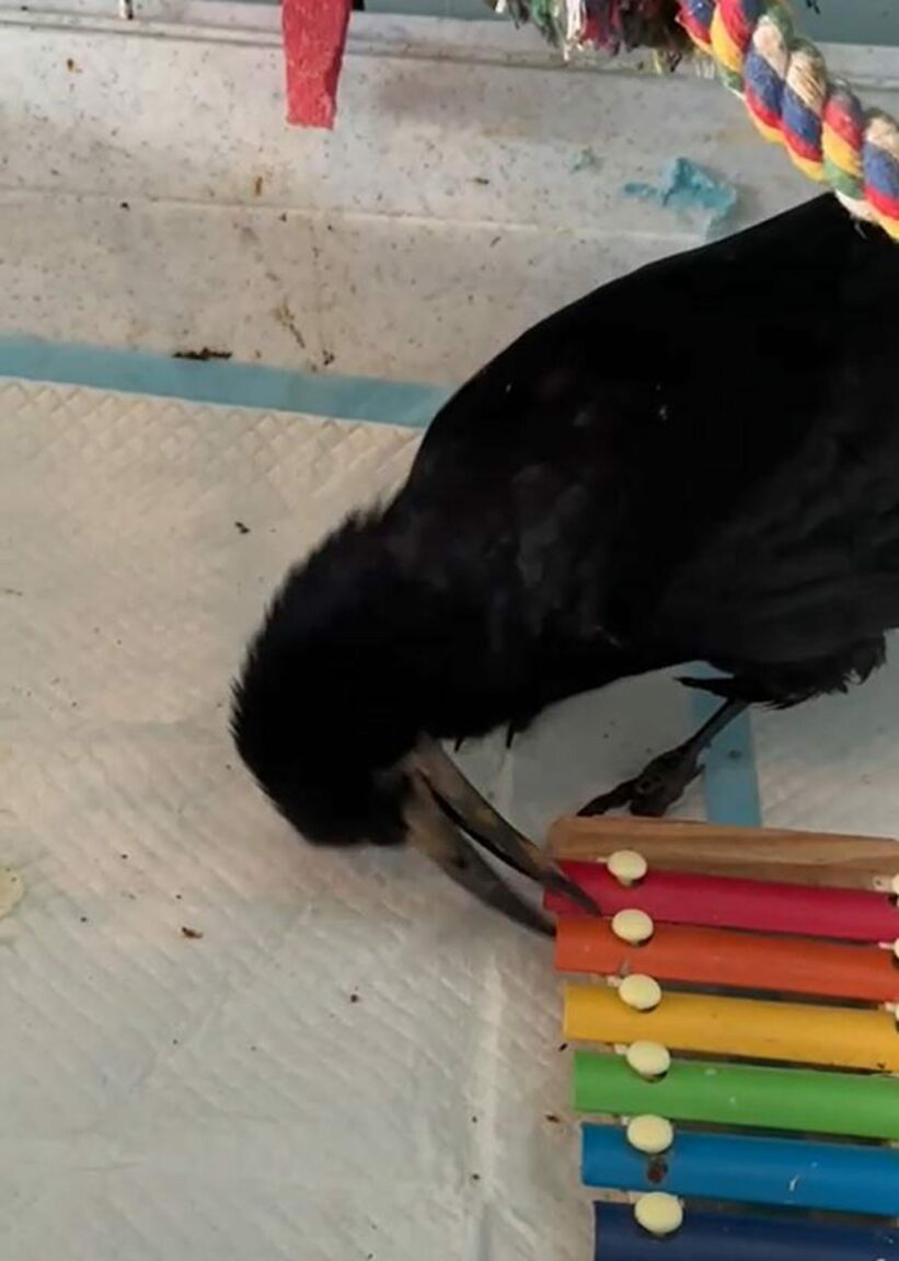 How Highland crows are recovering thanks to old xylophones