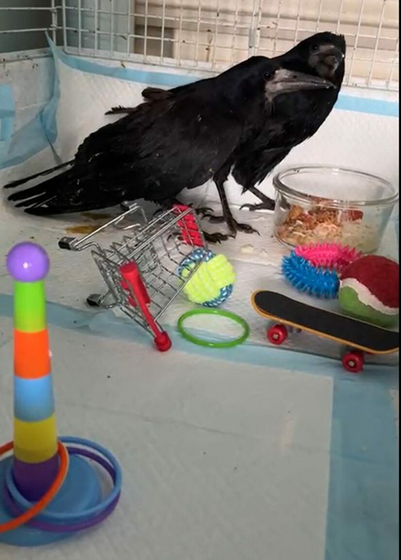 How Highland crows are recovering thanks to old xylophones