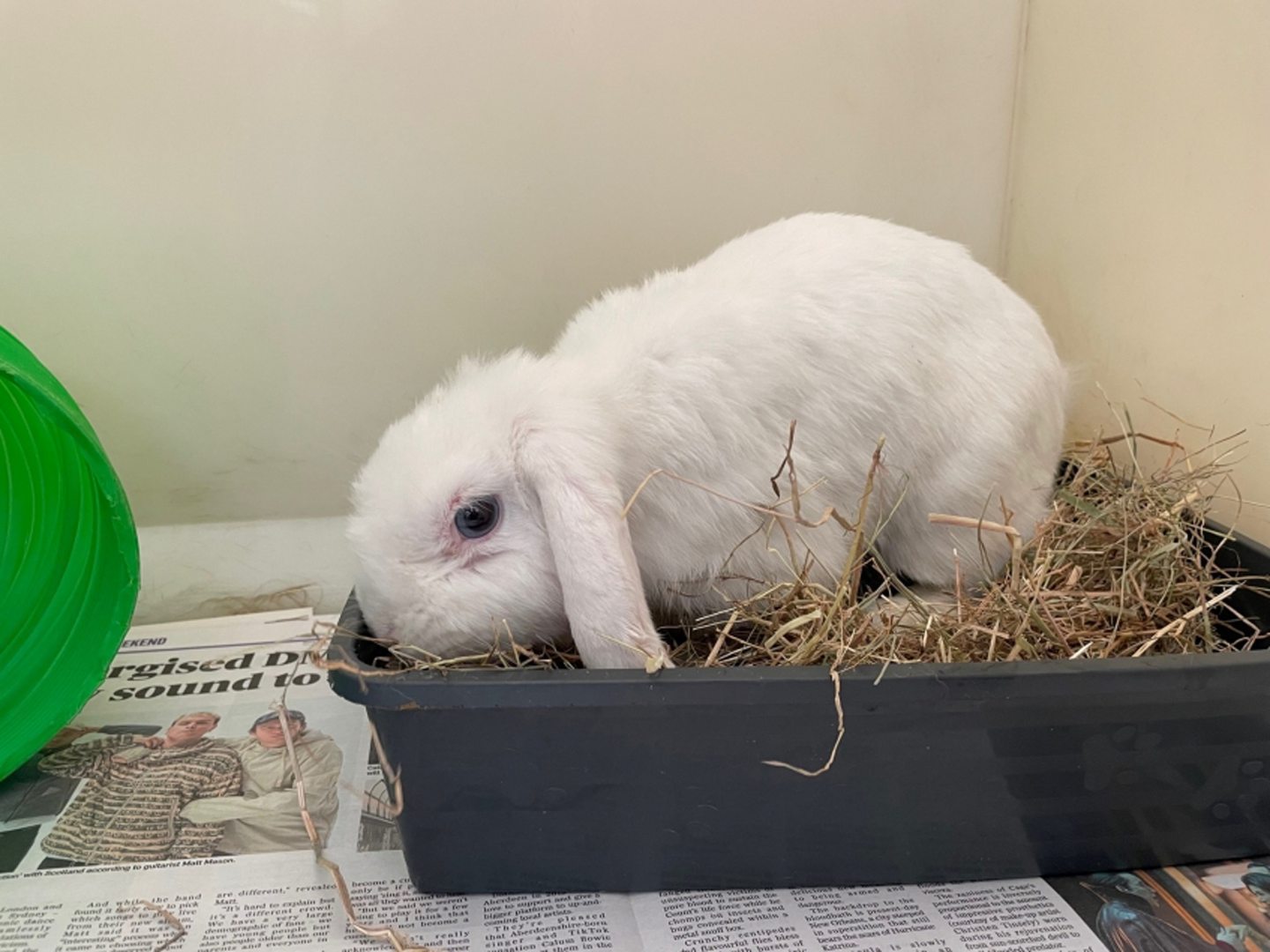 Five rabbits were abandoned in Aberdeenshire say SSPCA