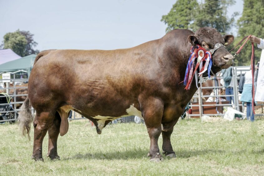 Angus Show: Beef Shorthorn bull comes out on top - Press and Journal