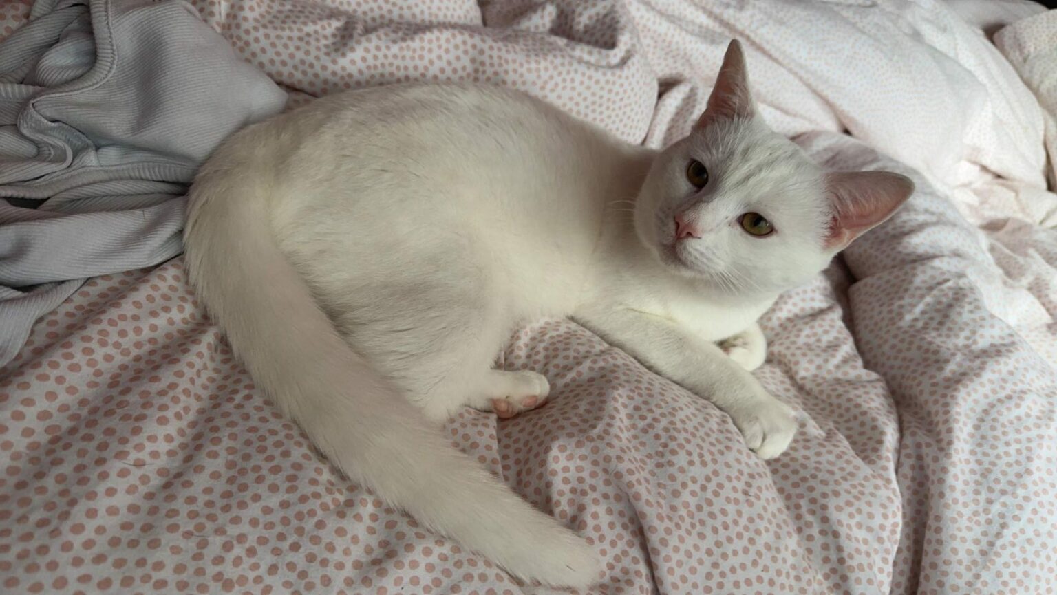 Aberdeenshire family reunited with missing cat after seven months