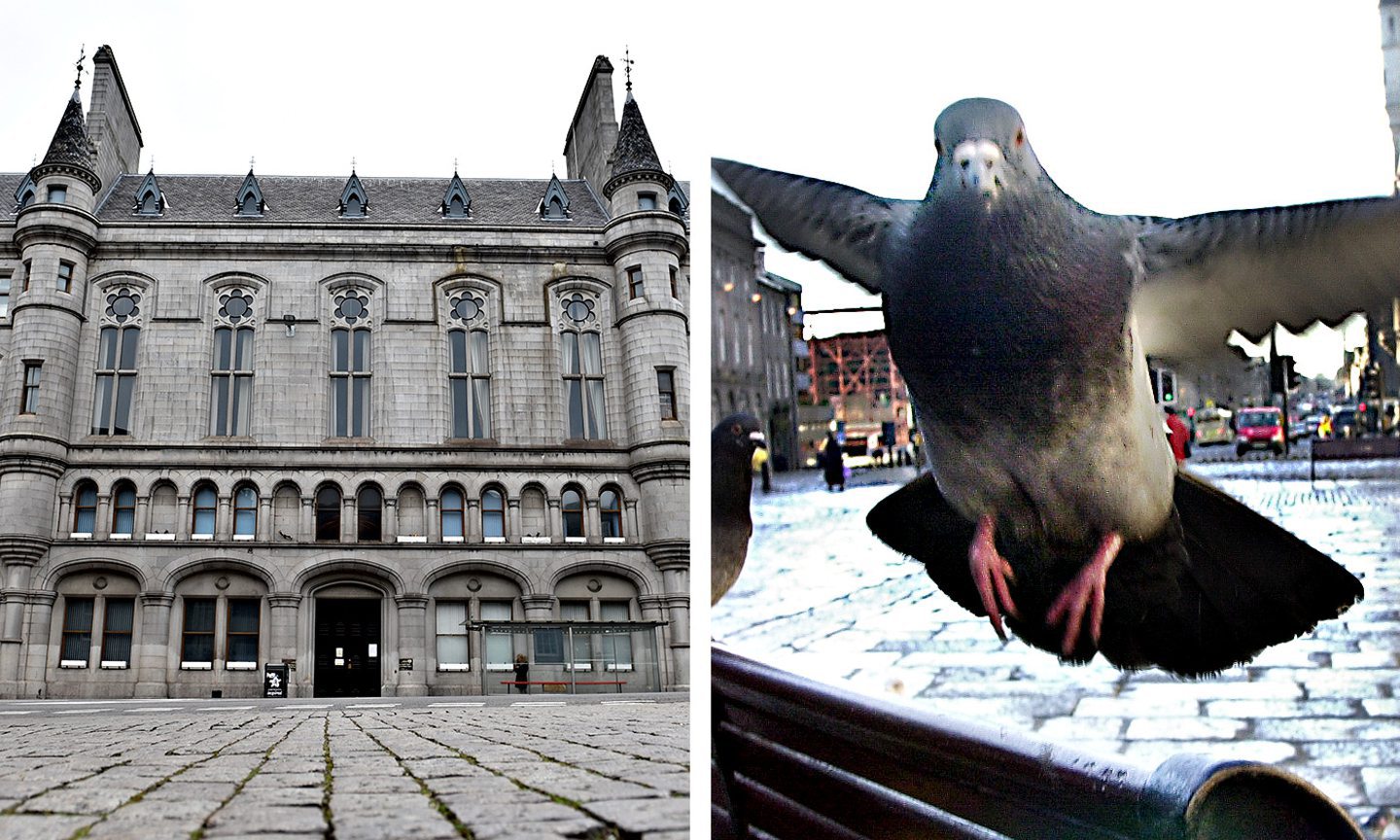 Pigeon handed death sentence at Aberdeen Sheriff Court