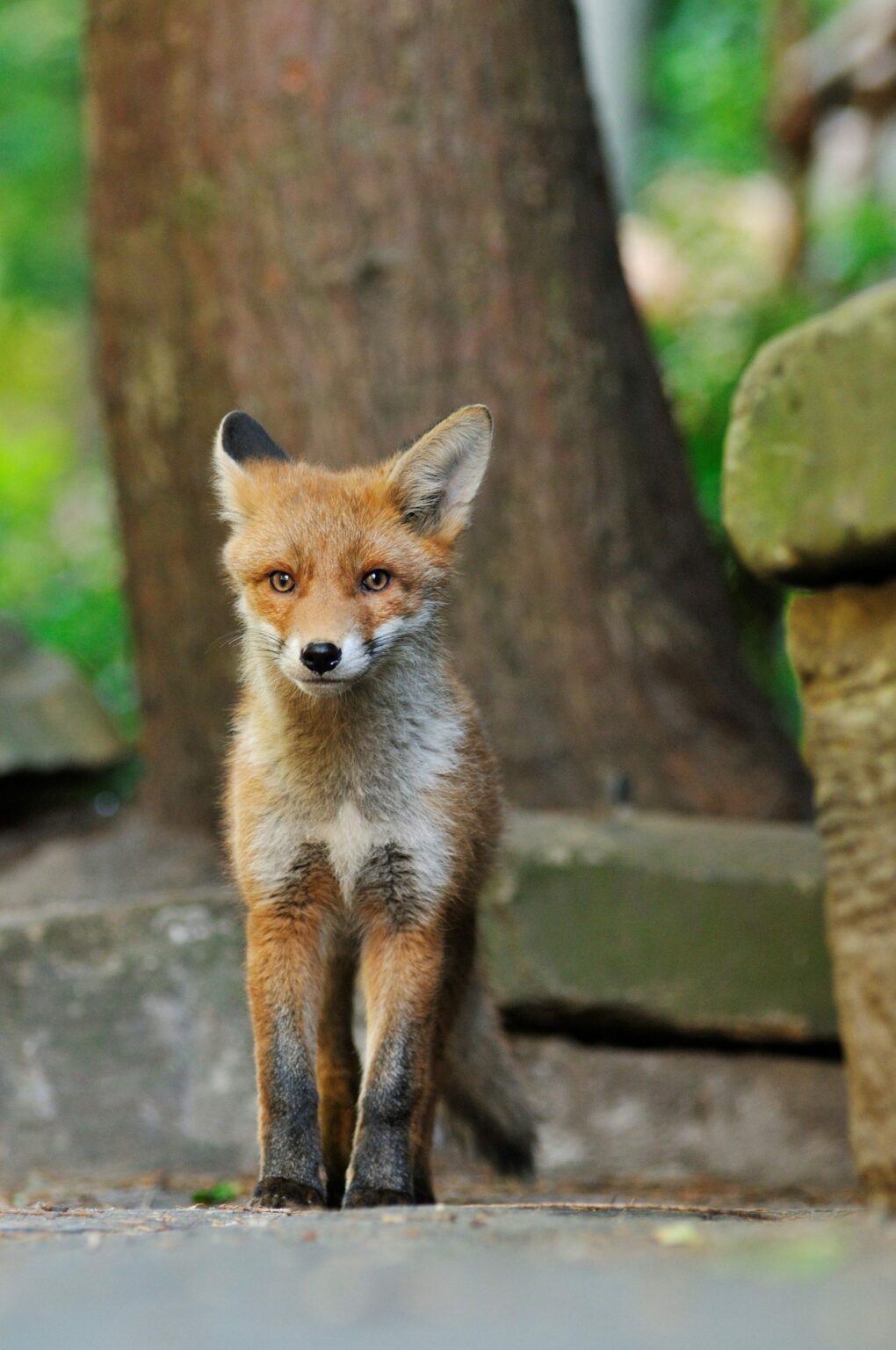 Scotland the New Wild: Highlands lands starring role in BBC show