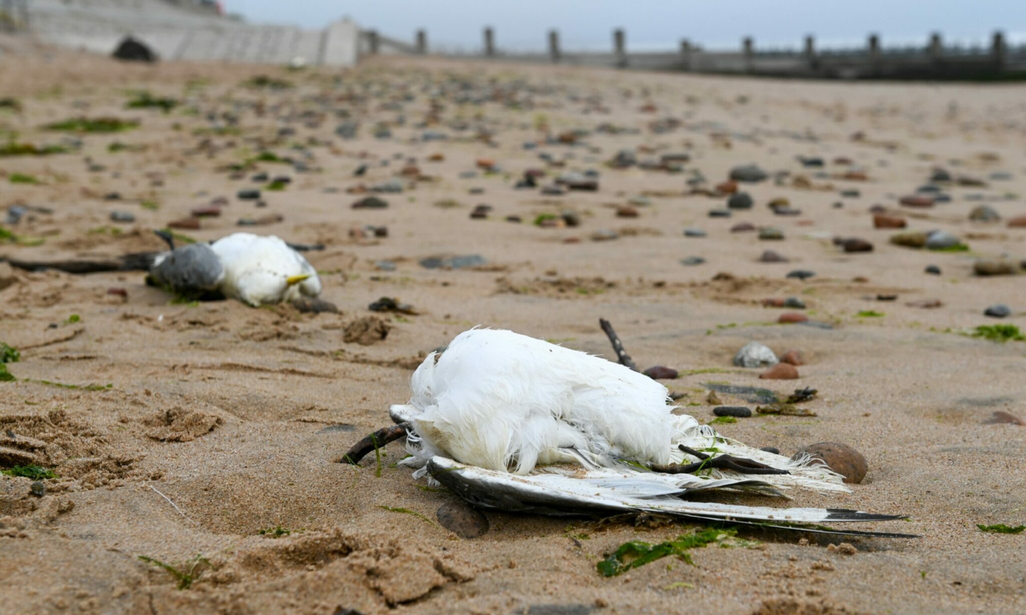 Cruden Bay walker horrified after seeing dozens of dead birds