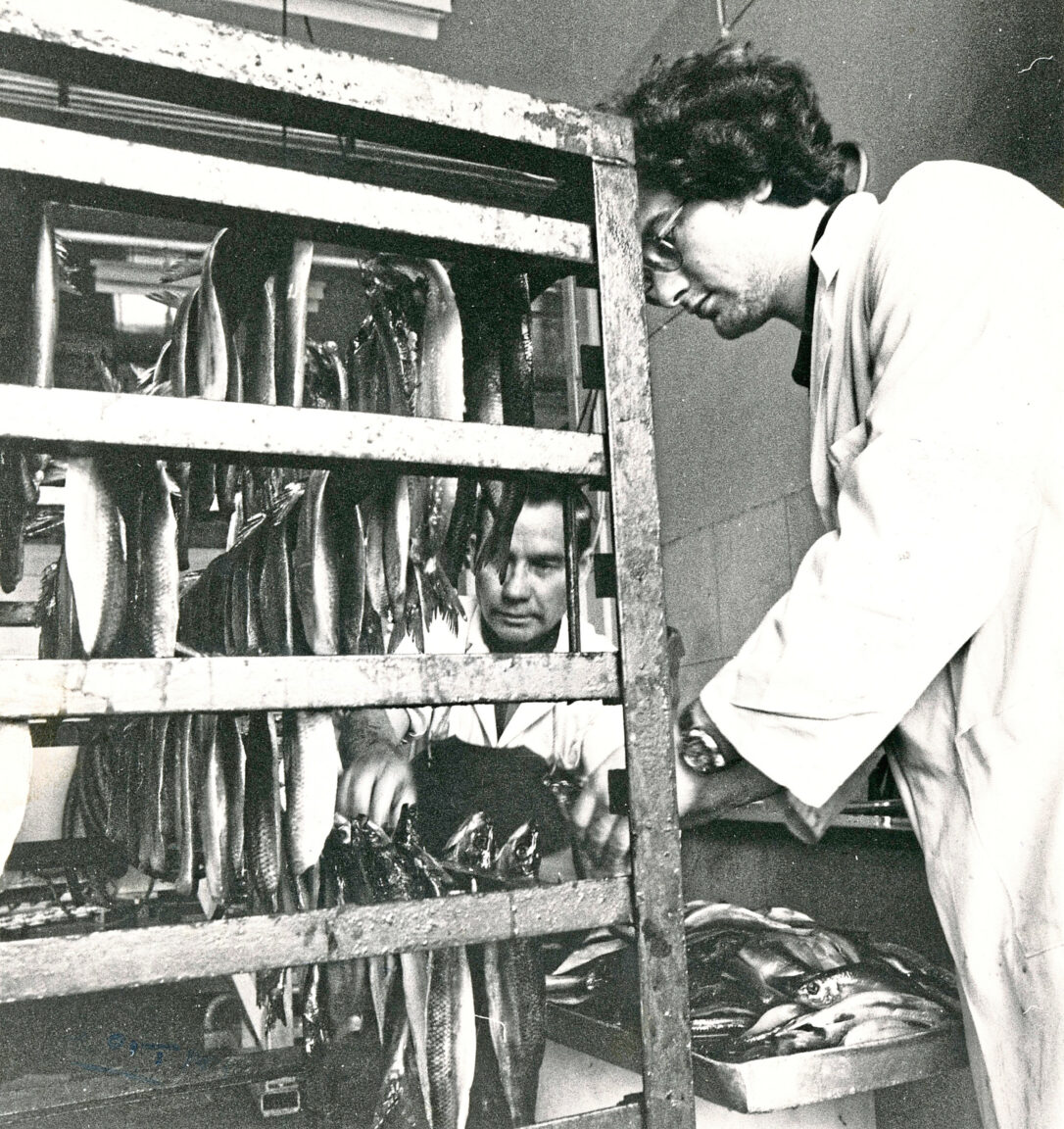 Gallery: Torry Research Station and its world-leading work in fish ...