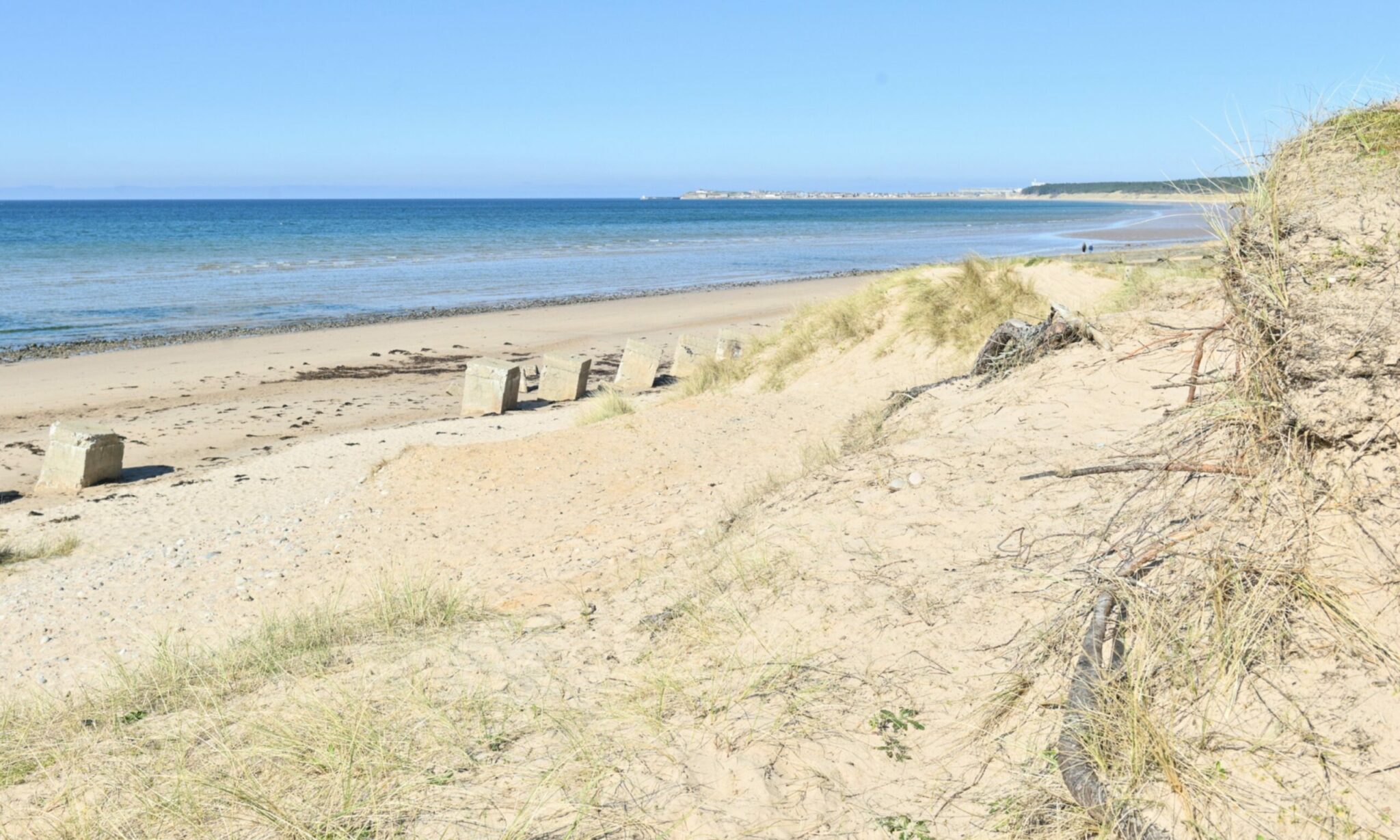 Seal found on Moray beach dies with gash to head