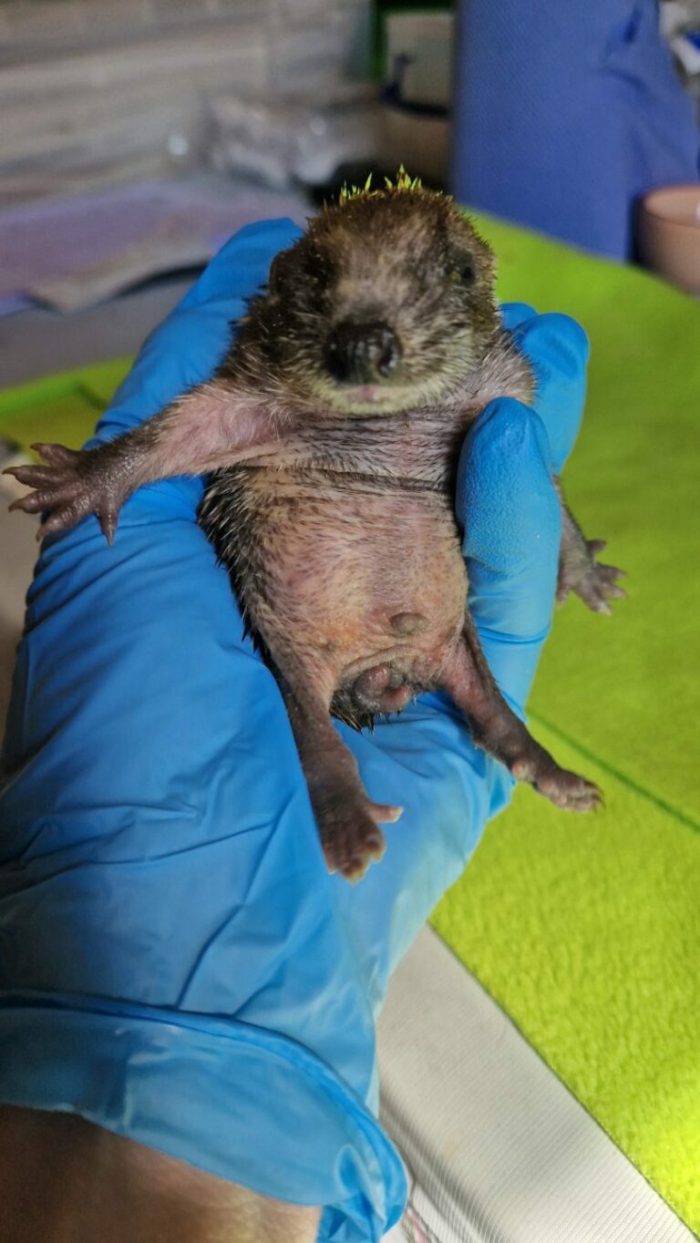 Highland Wildlife Rescue: Meet the woman saving dozens of hedgehogs ...