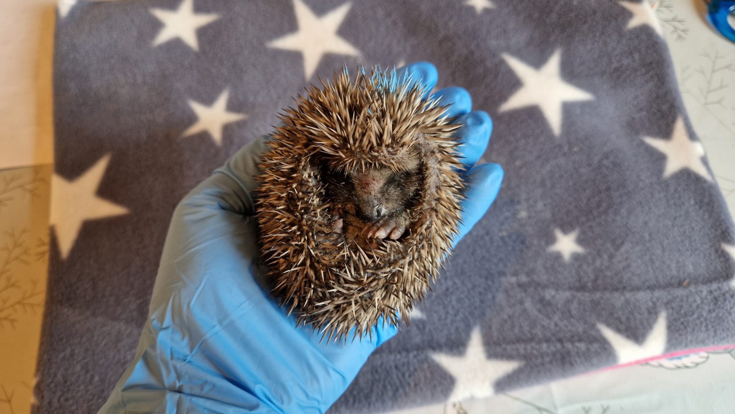 Highland Wildlife Rescue: Meet the woman saving dozens of hedgehogs ...