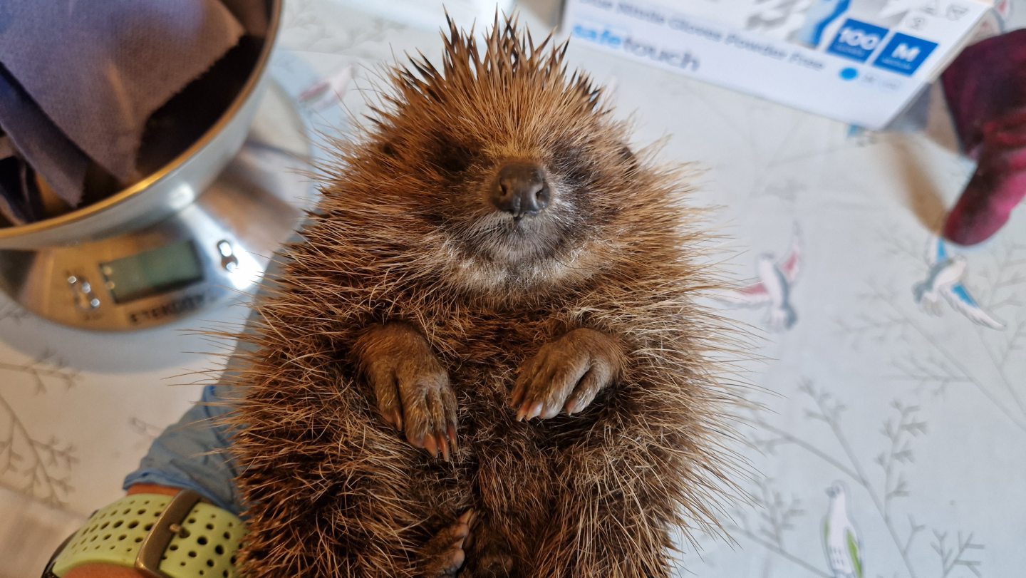 Highland Wildlife Rescue: Meet the woman saving dozens of hedgehogs ...
