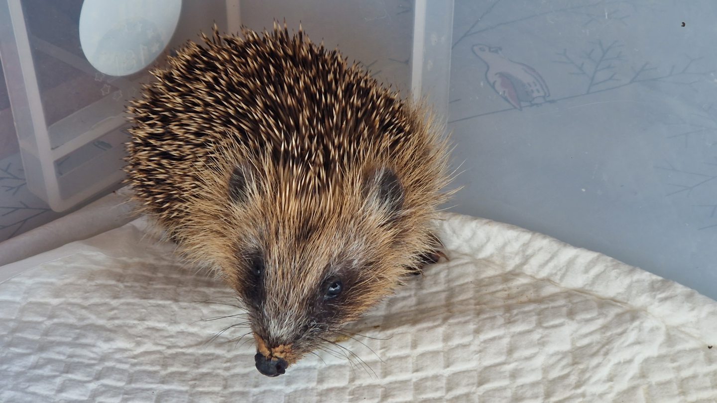 Highland Wildlife Rescue: Meet the woman saving dozens of hedgehogs ...