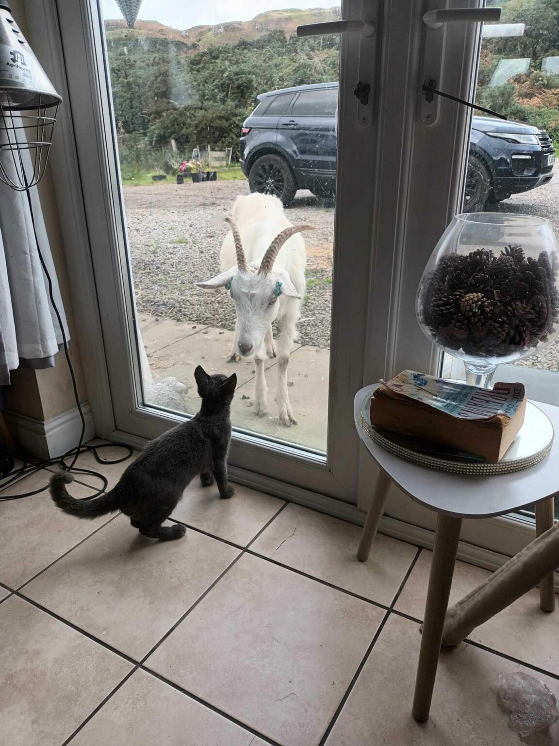 Oban farmer stunned after cheeky pet goats 'break in' and wreak havoc