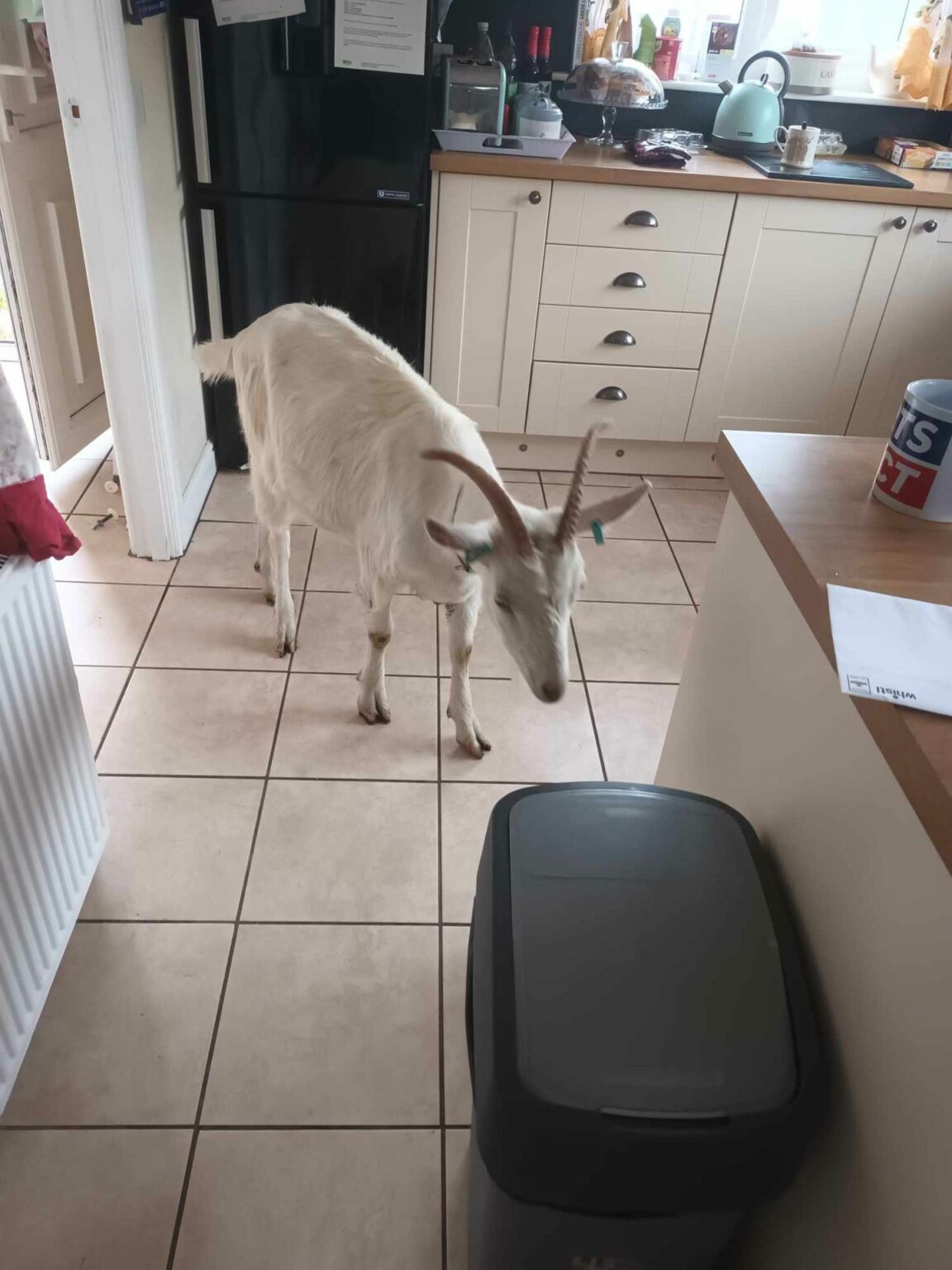 Oban farmer stunned after cheeky pet goats 'break in' and wreak havoc