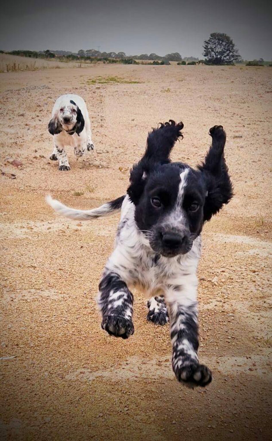 Meet the new police dogs as they start their training in Aberdeen