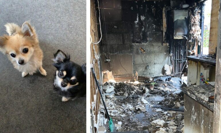 Inverness family devastated as dogs die in house fire