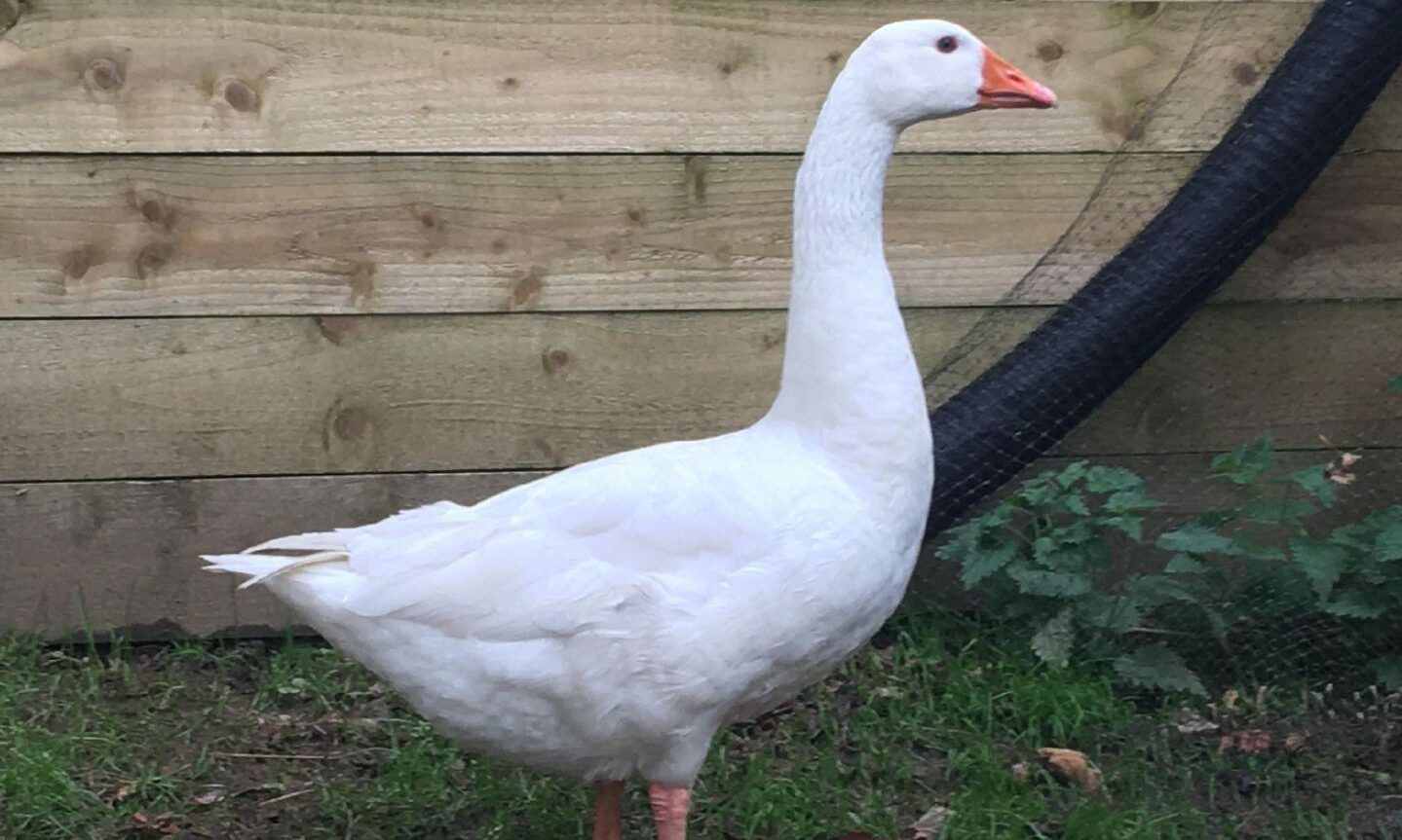 Missing pet goose: Aberdeenshire animal charity appealing for help to ...