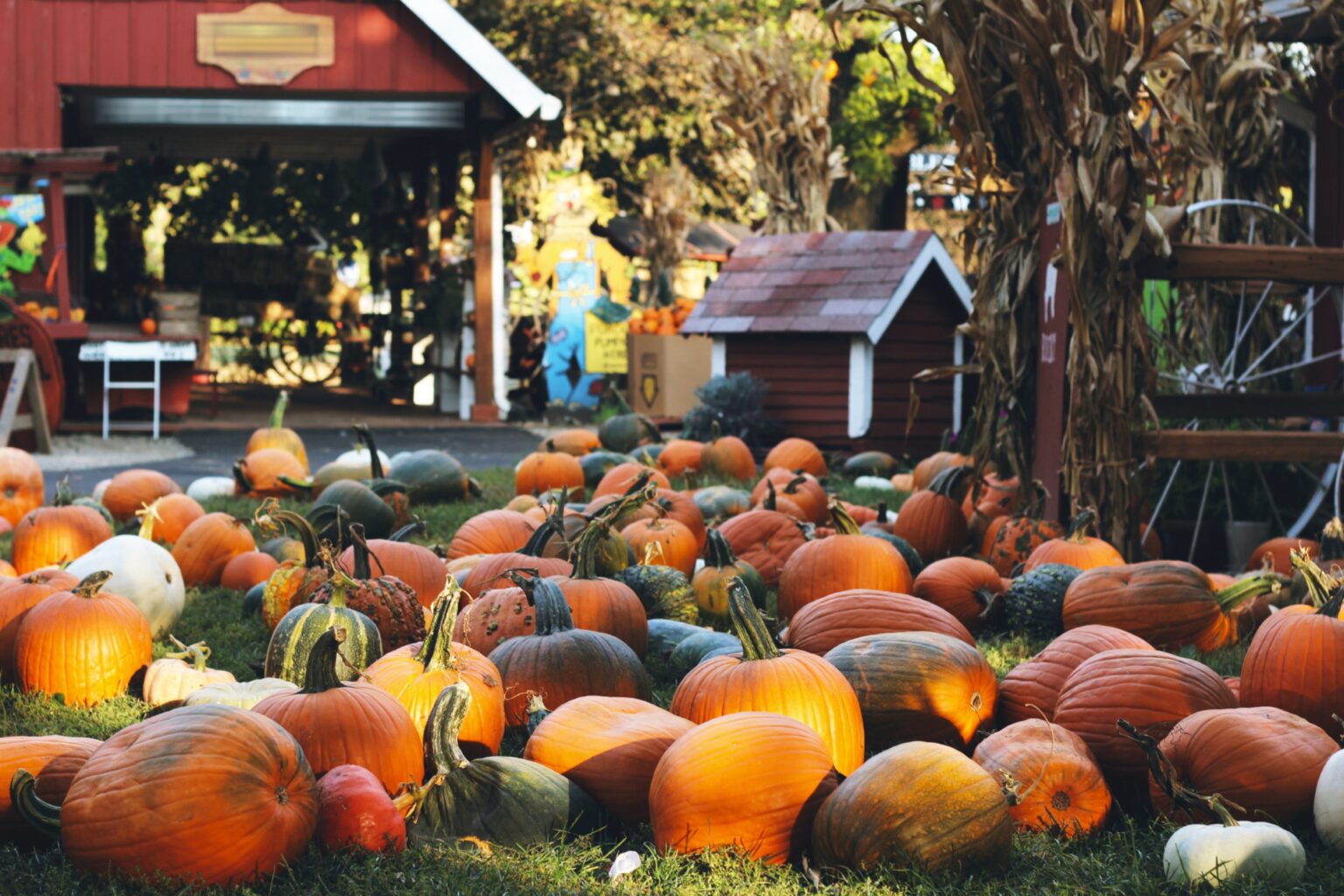 Pumpkin picking near me: 11 patches in the north and north-east