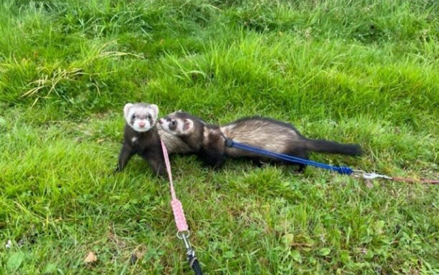 Pets of the Week: Meet purr-fect animals looking for a forever home