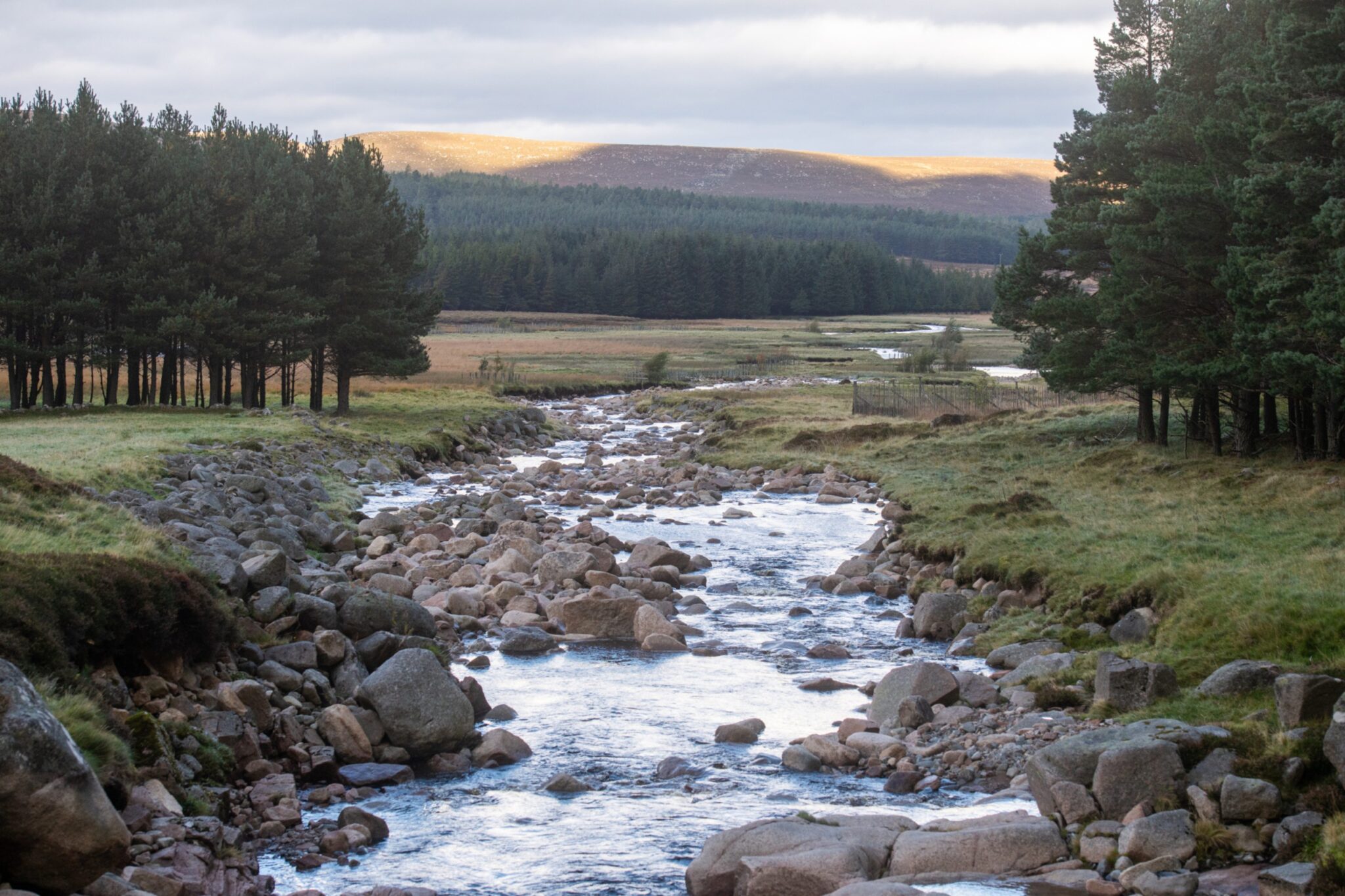 A look at the River Dee Trust's work to plant one million trees